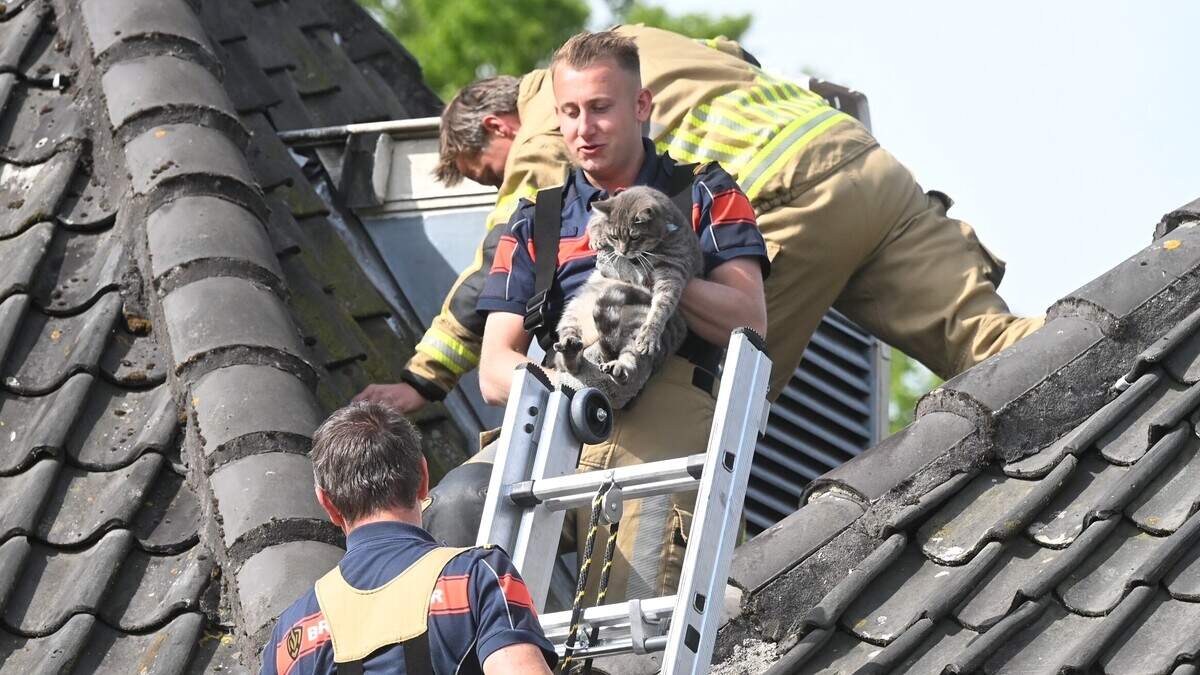 Brandweer redt kat van dak in Leiden | Leidsch Dagblad