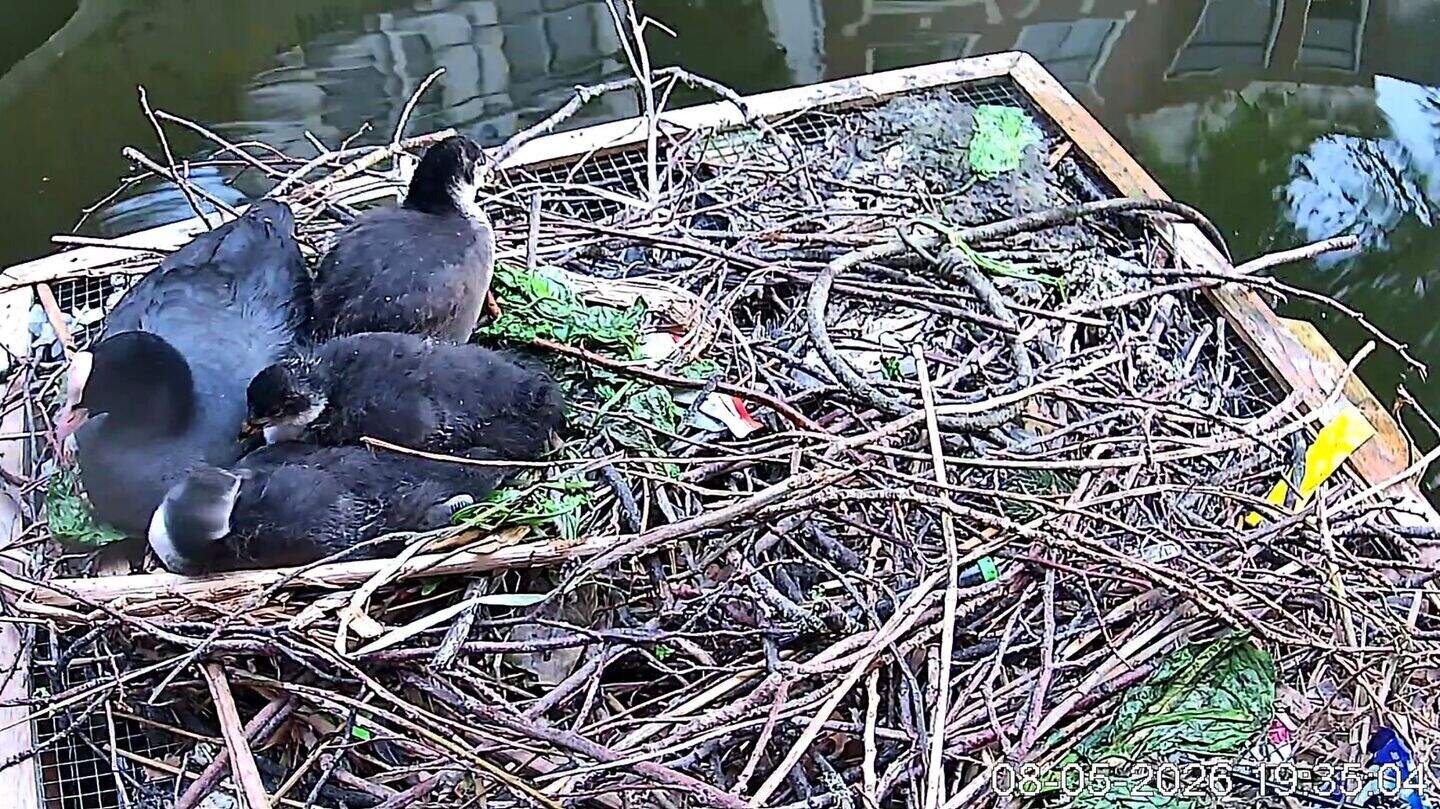 Slapende Leidse meerkoetfamilie belaagd met bierflesje. ’Dit is gericht ...